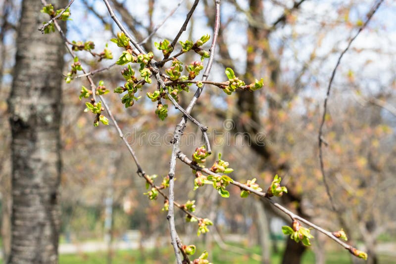 Twigs with Buds of Old Apple Tree in Urban Park Stock Image - Image of ...