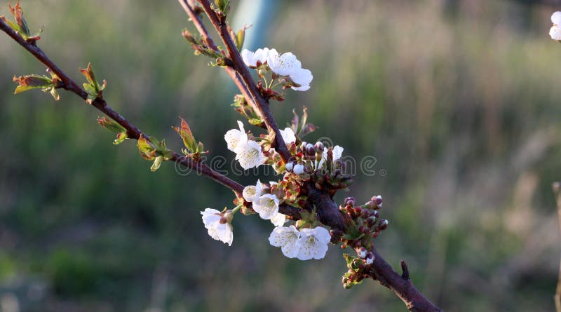Twigs with cherry blossom stock photo. Image of botanical - 89894500