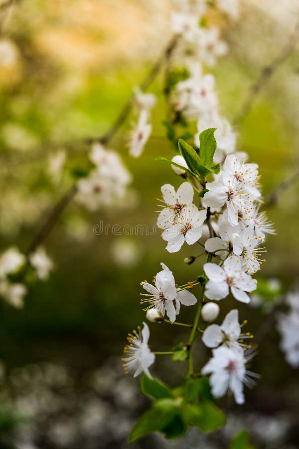 Twigs of Cherry Tree with White Blossoming Flowers in Early Spring ...