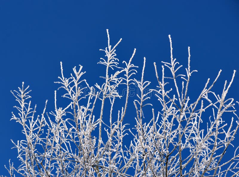 Twigs covered in snow stock photo. Image of beauty, crystal - 28891762