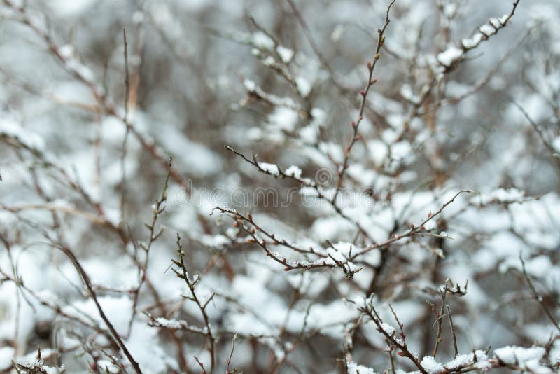Twigs covered with snow stock image. Image of frost - 140266941