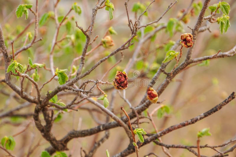 Twigs of Filbert Tree with Buds and First Leaves. Stock Photo - Image ...