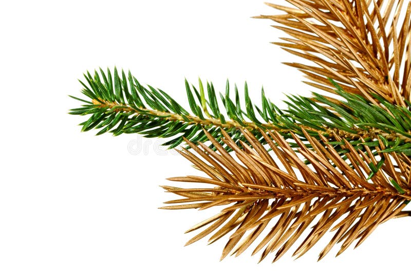 Twigs of fir- tree. stock image. Image of brunch, symbol - 27632855