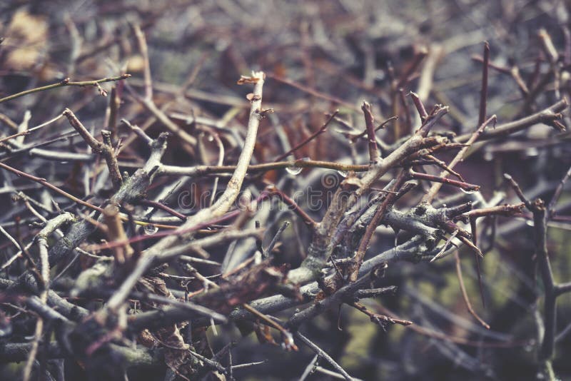 Twigs in a Forest stock image. Image of waterdrops, twigs - 86258805