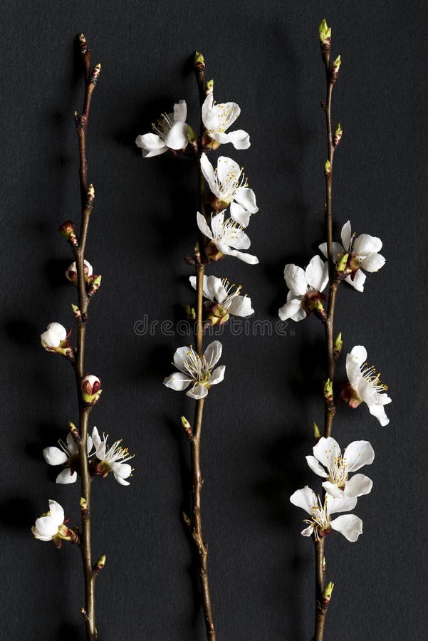 Twigs of Fruit Tree with Blossoms Stock Image - Image of green, season ...