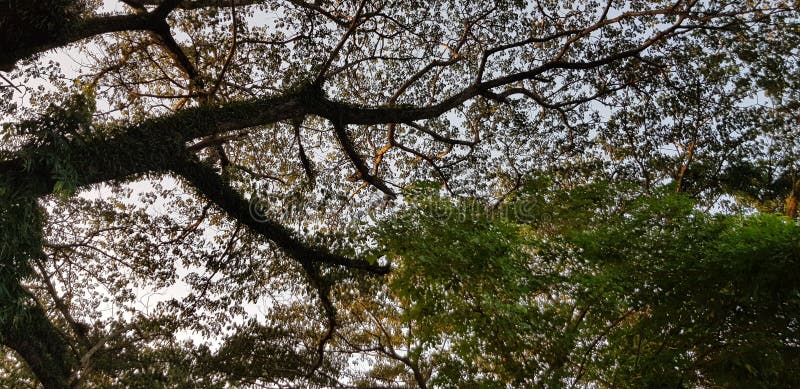 Twigs stock photo. Image of deciduous, twigs0, woodland - 214750518