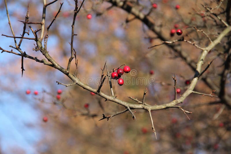 Twigs of hawthorn stock photo. Image of plants, branches - 79193676