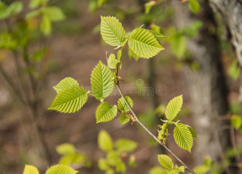 Twigs of Hazel with Fresh Young Green Leaves in Spring. Stock Image ...