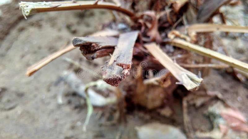 Twigs images stock photo. Image of twigs, dslr, twings - 93165298