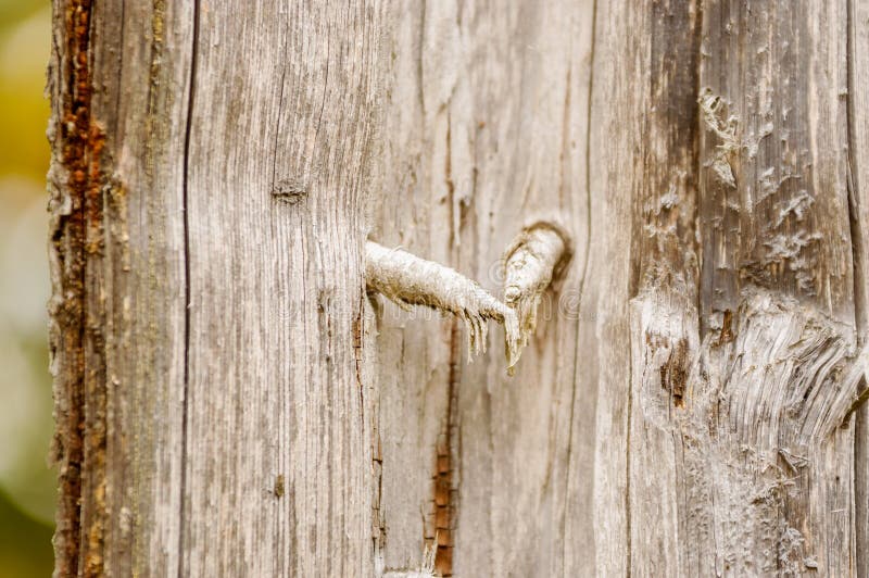 Fungi inside a rotting log stock image. Image of africa - 114057869