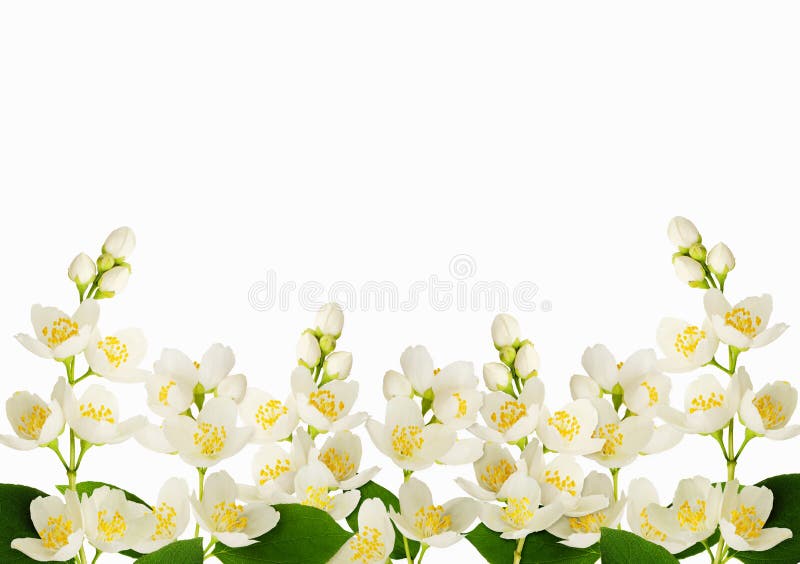 Twigs of Jasmine Flowers in a Border Arrangment Stock Photo - Image of ...