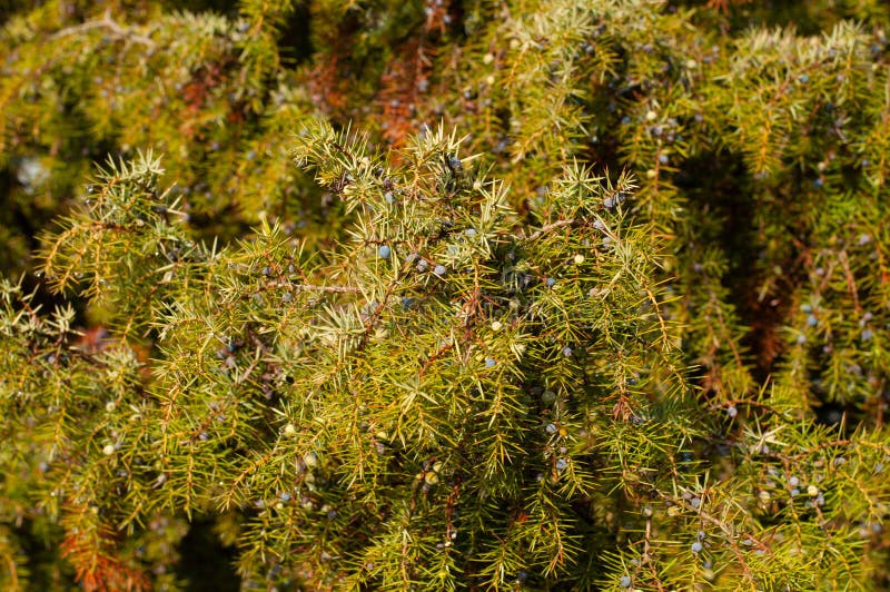 Twigs of a Juniper Shrub with Hanging Berries Stock Image - Image of ...
