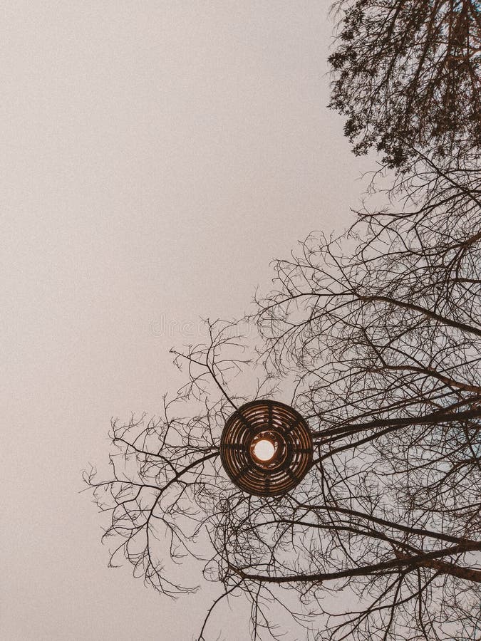 The twigs stock image. Image of drawing, twig, wall - 216522839