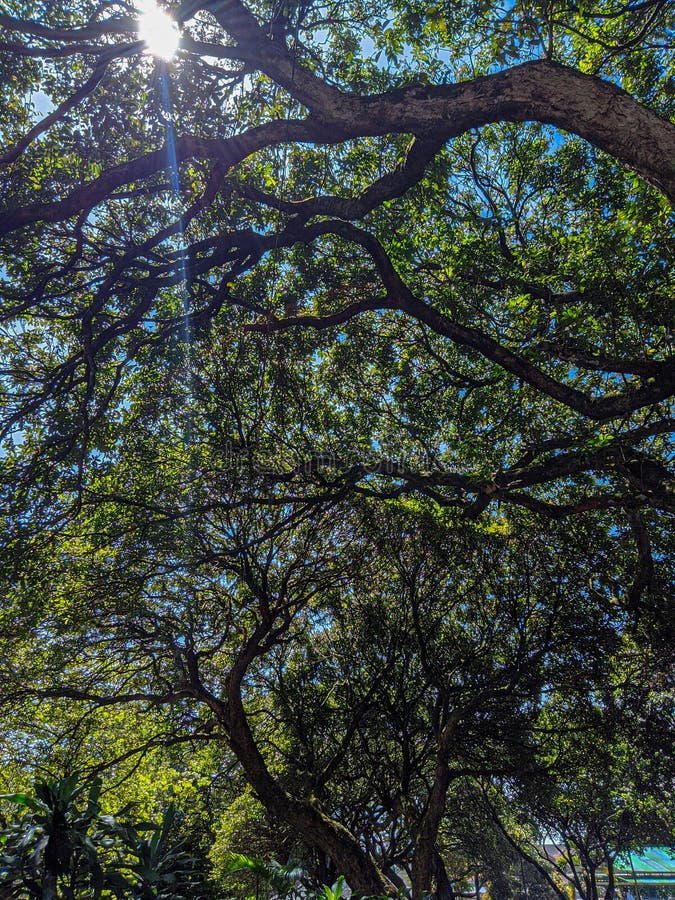 Twigs and Leaves that Form a Unity, and a Little Sunlight Stock Image ...