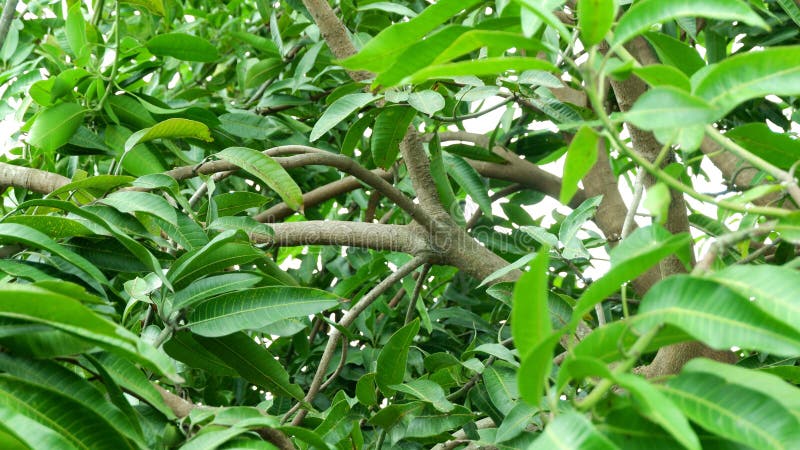 Twigs and Leaves of Mango Trees Stock Image - Image of healthy, juicy ...