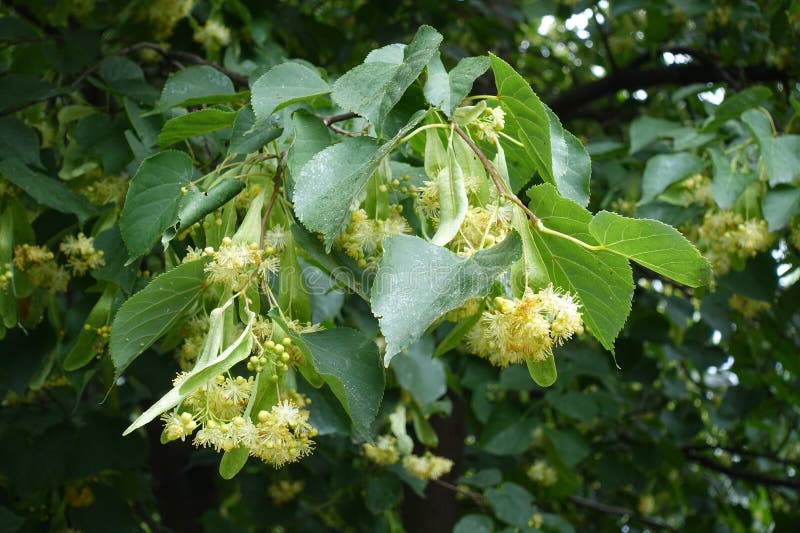 Twigs of Linden with Lots of Flowers in June Stock Image - Image of ...