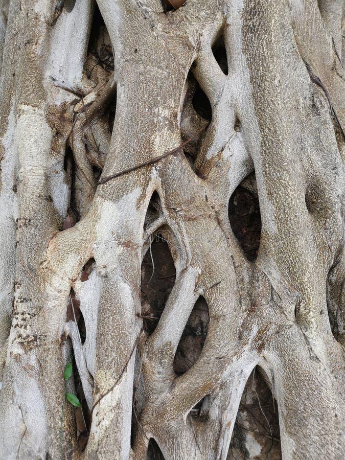 Twigs that Natural Weave Together in a Raft Stock Image - Image of ...