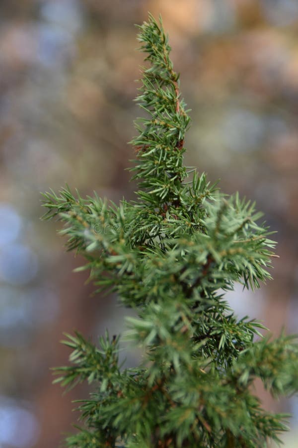 The Cute Needles of a Juniper Stock Photo - Image of evergreen, vibrant ...