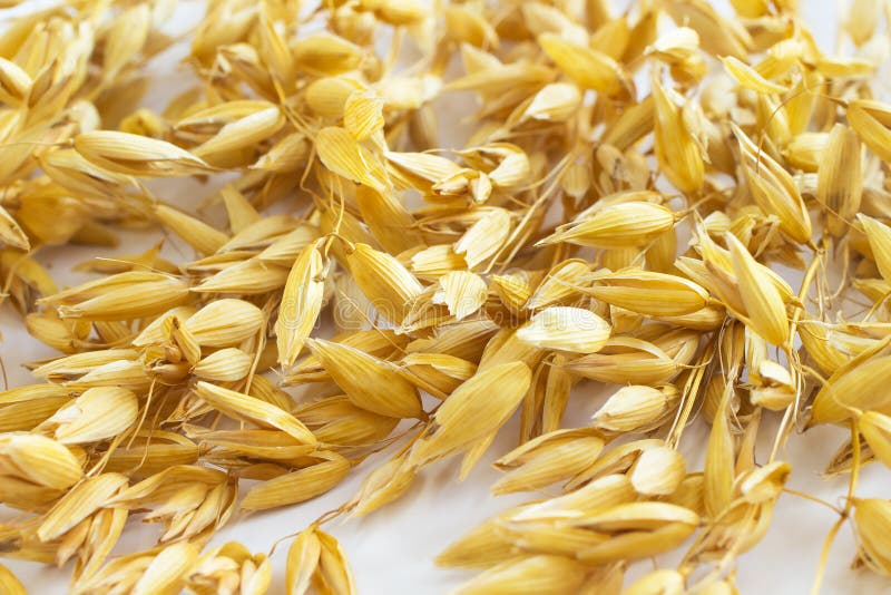 Twigs oats closeup stock image. Image of cereal, bags - 75152231