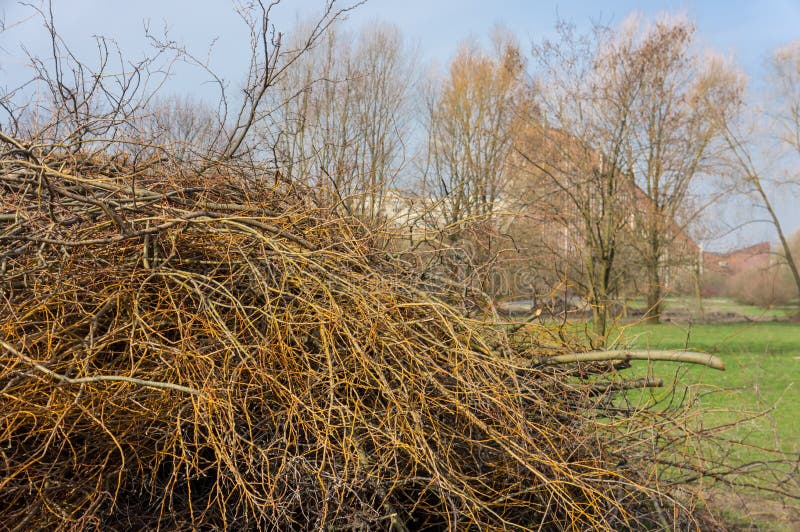 Twigs stock image. Image of pile, natural, twigs, outdoor - 69665201