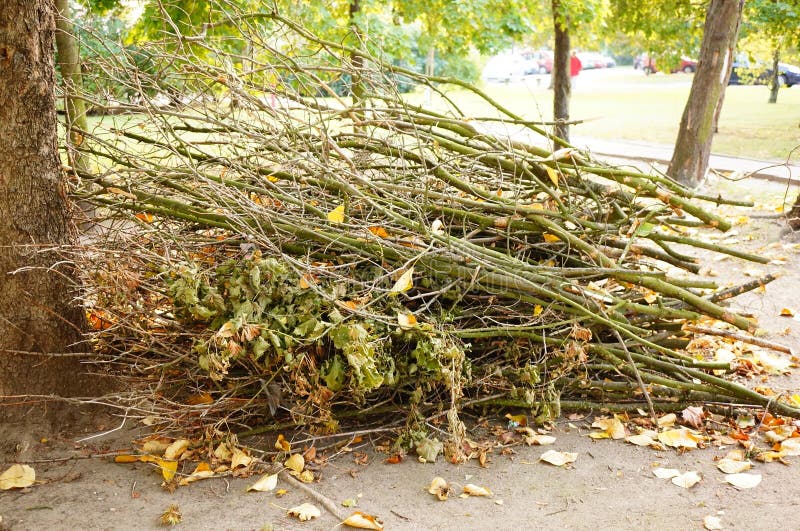 Twigs pile stock image. Image of tree, shrub, pile, natural - 45350707