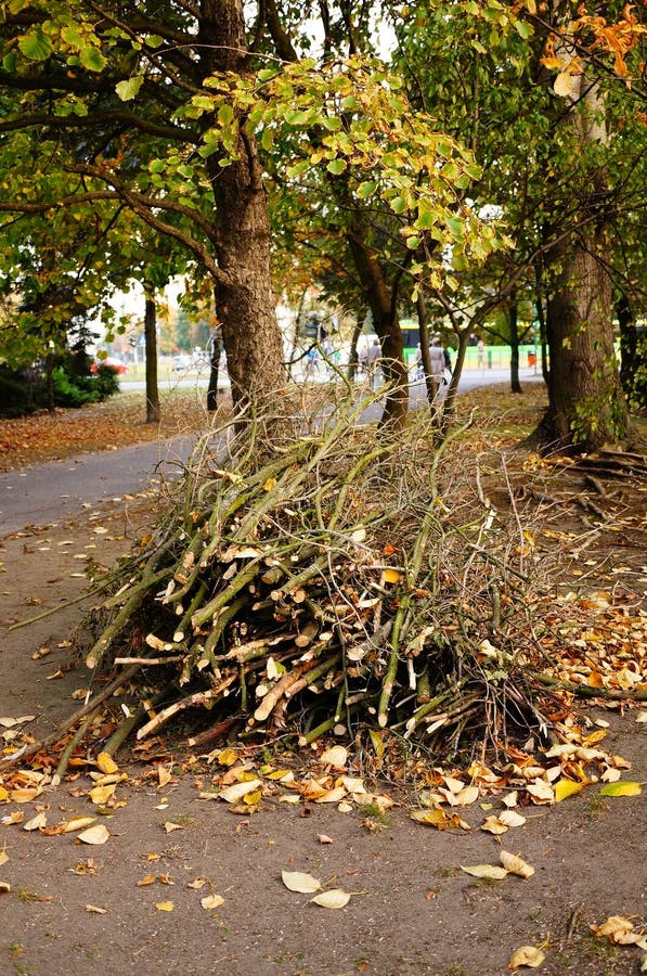 Twigs pile stock image. Image of tree, shrub, pile, natural - 45350707