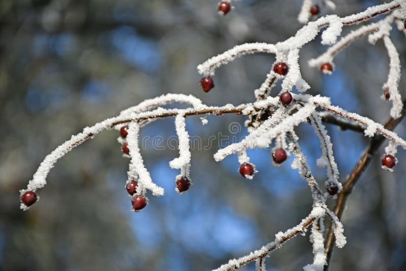 Twigs of a Plant in Winter Time Stock Image - Image of twigs, beauty ...