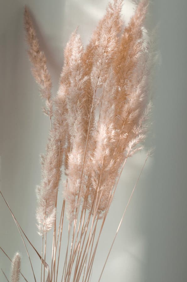 Twigs of Pompous Grass in the Rays of the Sun with Selective Focus ...