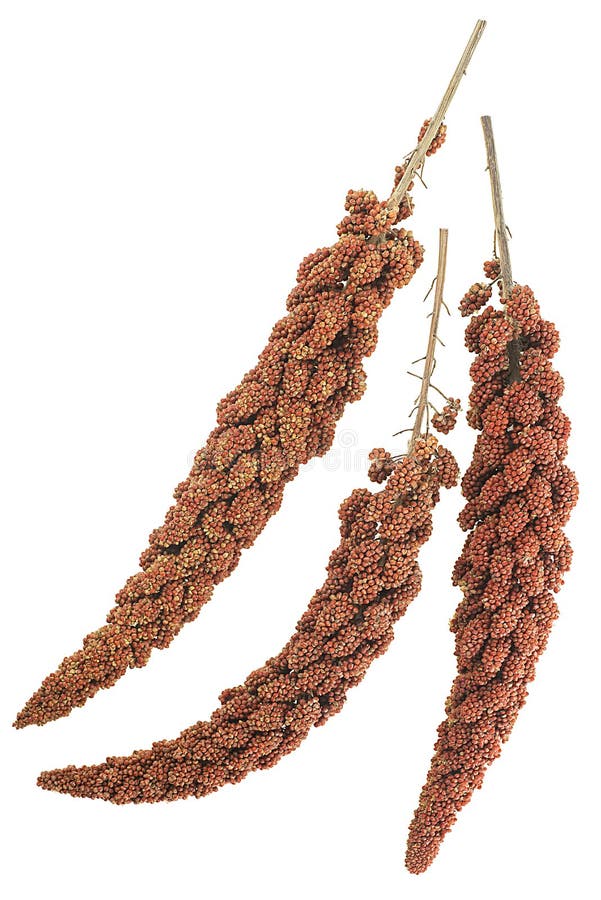 Twigs of Red Millet Isolated on White Background, Top View. Red Millet ...
