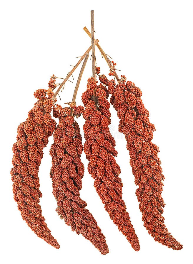 Twigs of Red Millet Isolated on White Background, Top View. Red Millet ...