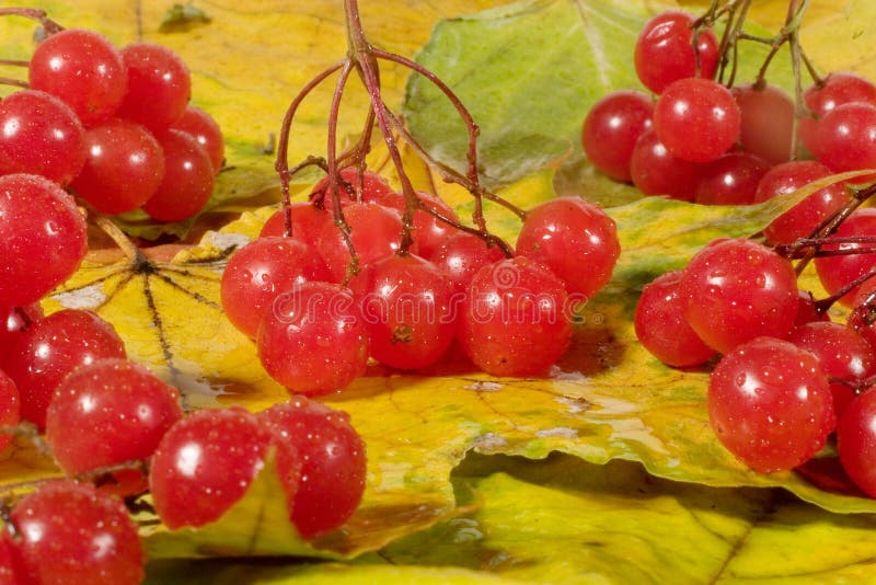 Twigs with Red Snowball Berries Stock Image - Image of snowball ...