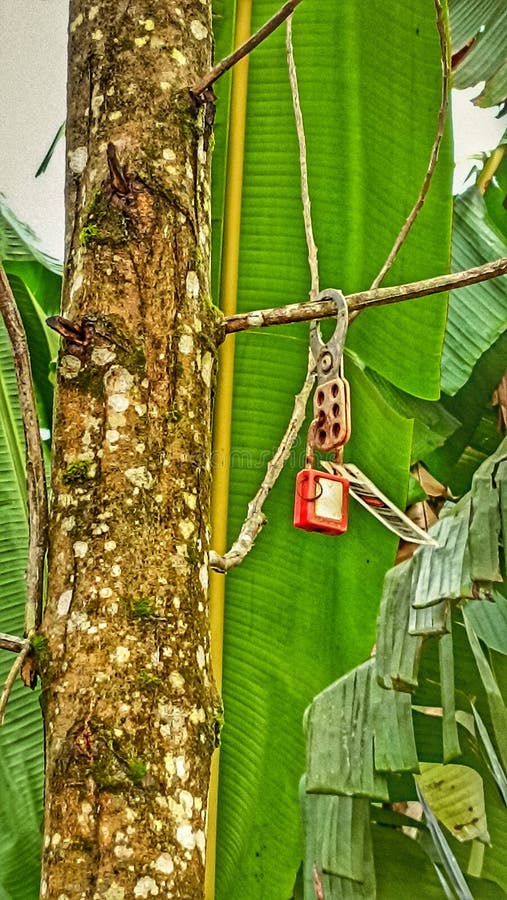 The Twigs are in a Safety Lock so they Don T Get Cut Down Stock Photo ...