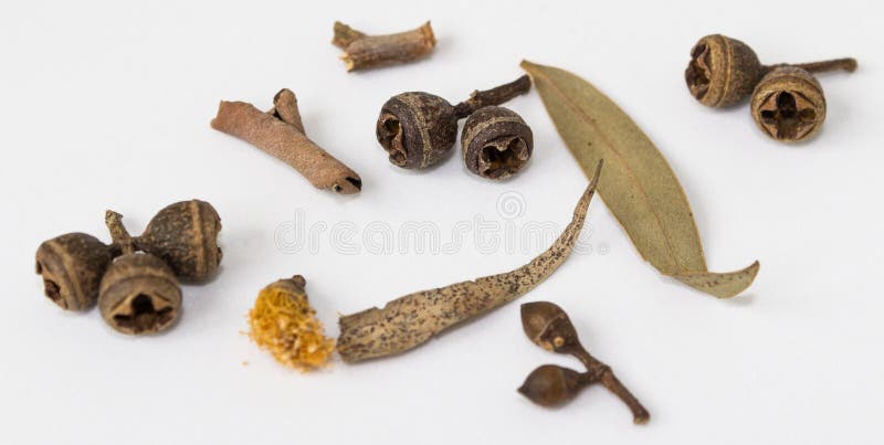 Twigs, Seeds, Leaves and Flowers of Eucalyptus. Stock Image - Image of ...