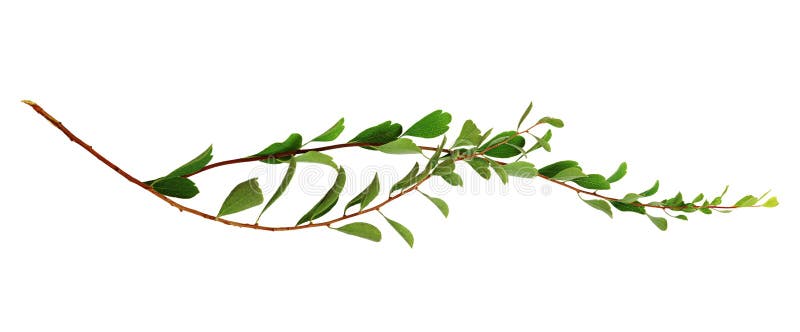 Twigs with Small Green Leaves Isolated Stock Image - Image of bush ...