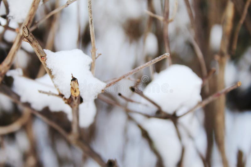 Wooden Twigs Covered with Snow Stock Photo - Image of cold, wooden ...