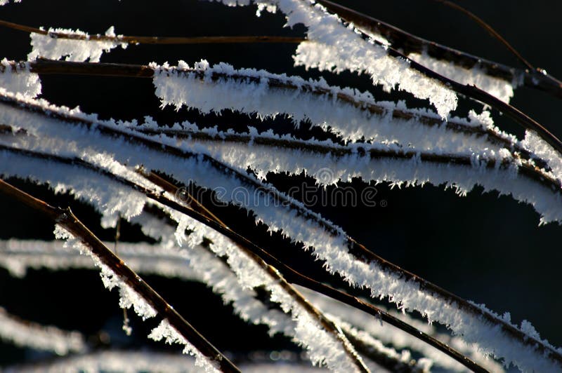 Twigs with snow stock image. Image of snow, bruin, sneeuw - 46048613