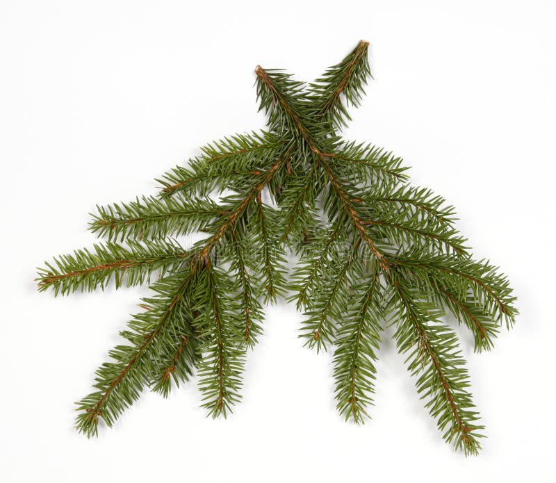 Twigs of the spruce stock photo. Image of green, spruce - 22198922