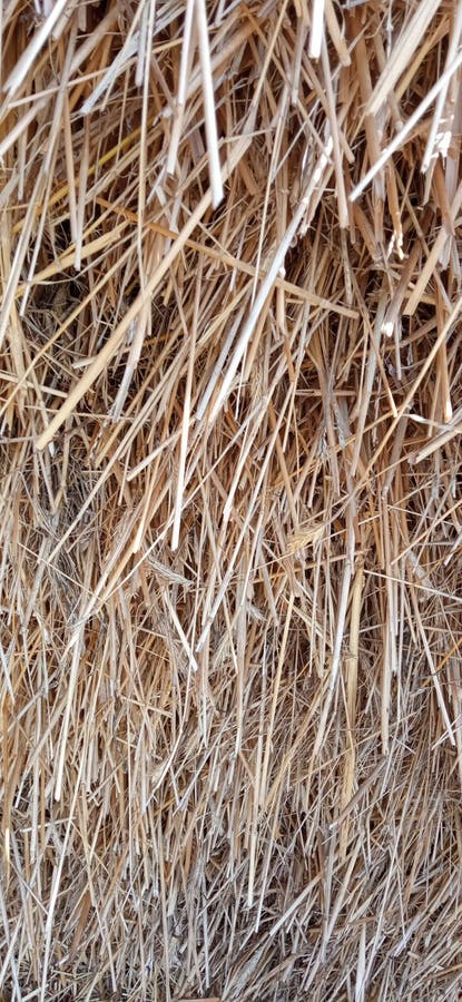 Twigs of straw stock photo. Image of straw, brownbeige - 233265158