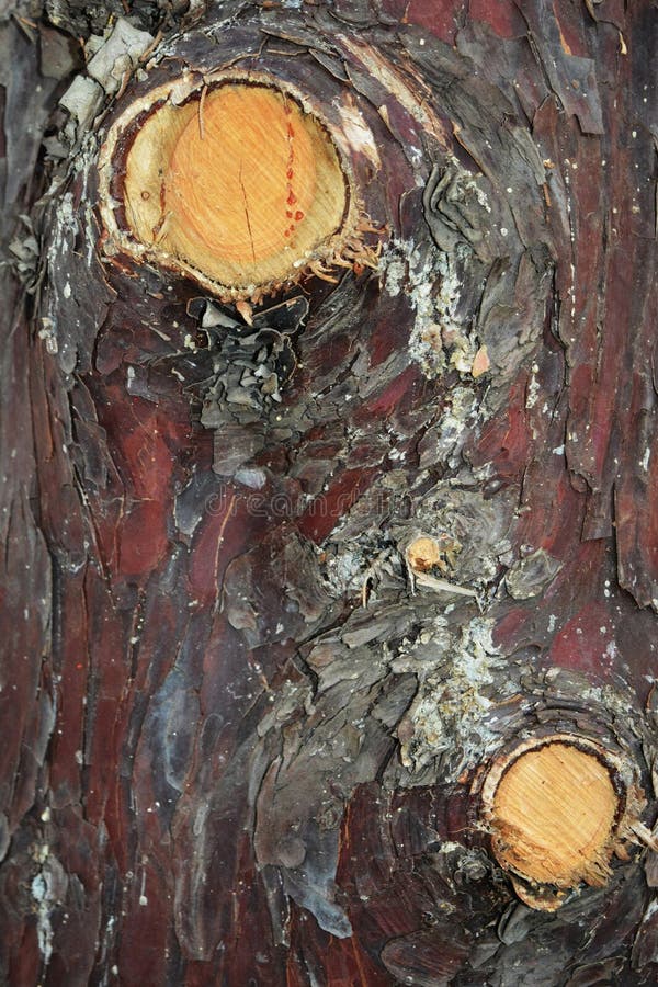 Twigs on the tree stock photo. Image of bark, macro, tree - 84379322