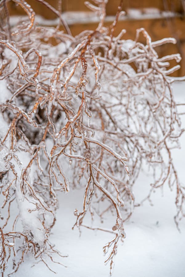 Twigs of Tree Encased in Ice Stock Photo - Image of transparent, branch ...