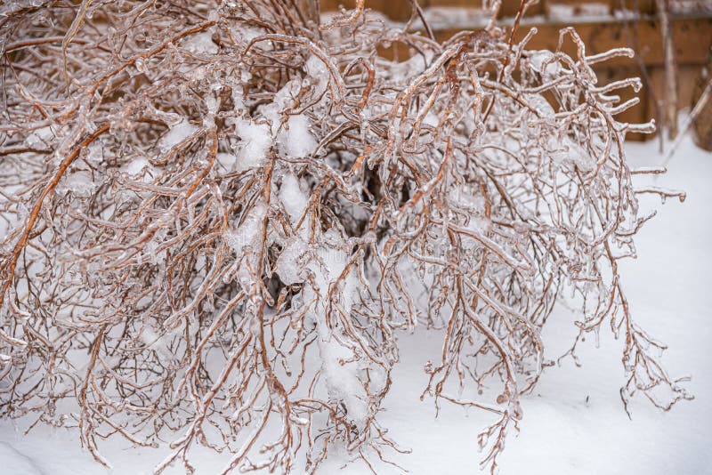 Twigs of Tree Encased in Ice Stock Image - Image of rain, wintry: 267268719