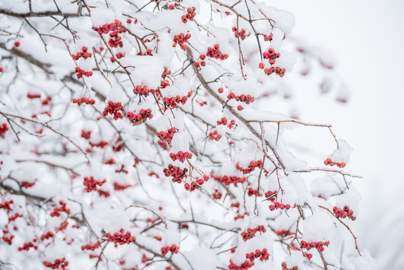 Twigs of a Tree with Red Berries in the Snow. Stock Photo - Image of ...