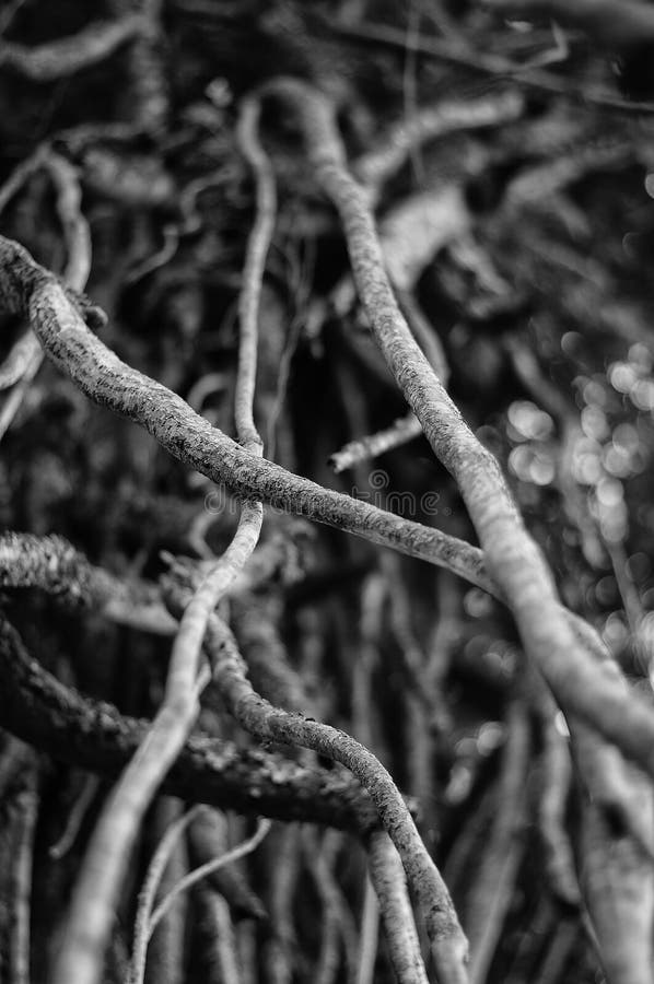 Twigs and Tree Roots that Hang Stock Image - Image of beach, drop ...