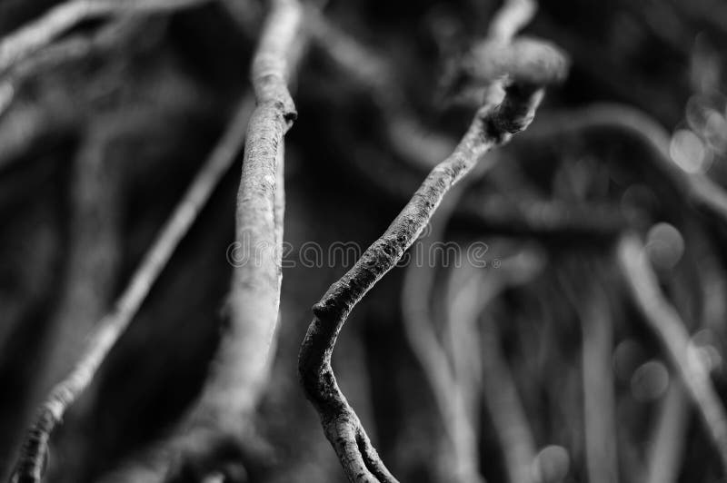 Twigs and Tree Roots that Hang Stock Photo - Image of fishermen, field ...