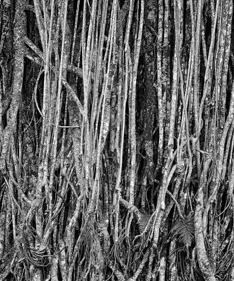 Rizal Rabas (Rizalrabas) - Photographer profile