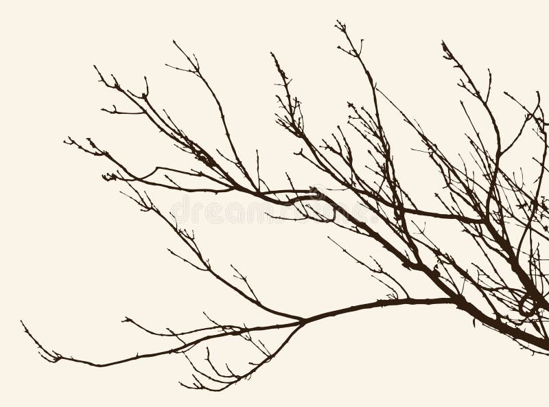 Twigs stock vector. Illustration of sprigs, branches - 45457169