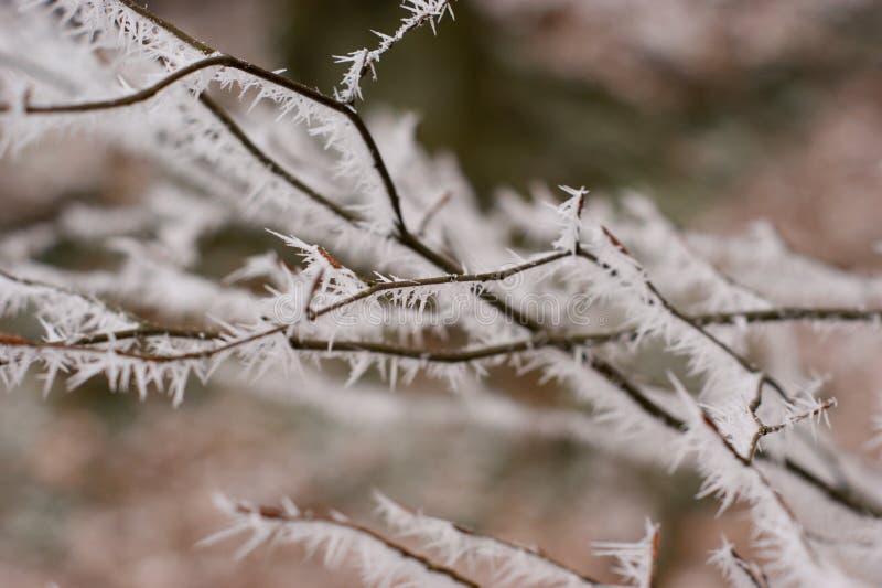 Twigs in the winter stock photo. Image of frost, nature - 18086524