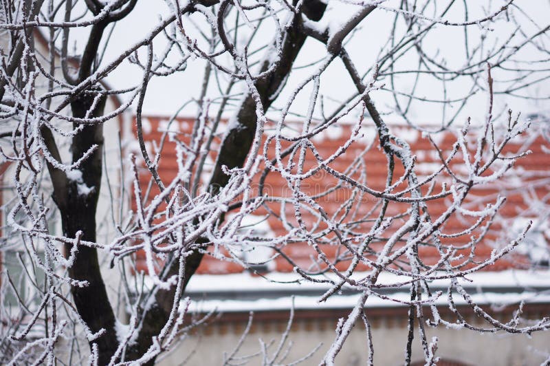 Twigs in the winter stock photo. Image of snow, nature - 28100890