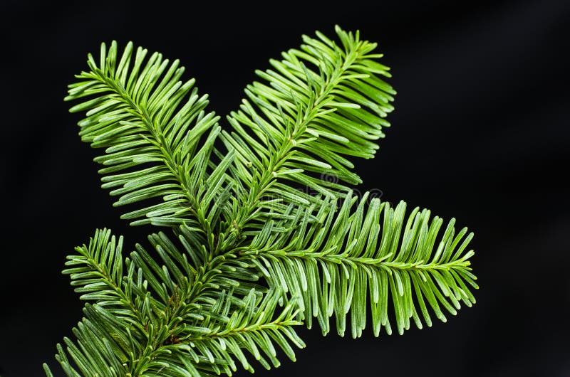 Sprig in macro stock foto. Image of boom, spriet, sparren - 162466914