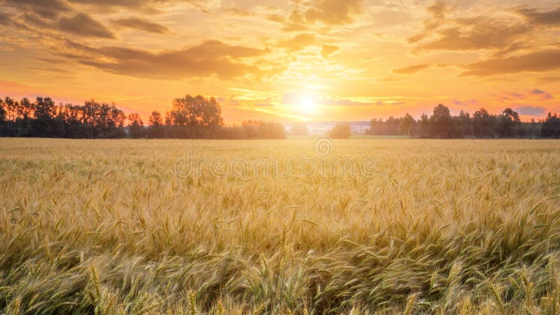 Twilight on the Field with Young Rye. Stock Photo - Image of beautiful ...